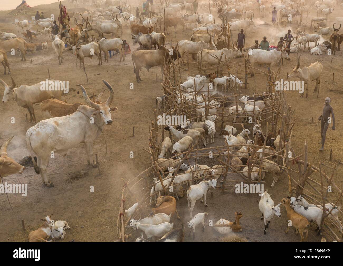 Aerial view of long horns cows in a Mundari tribe cattle camp, Central Equatoria, Terekeka ...