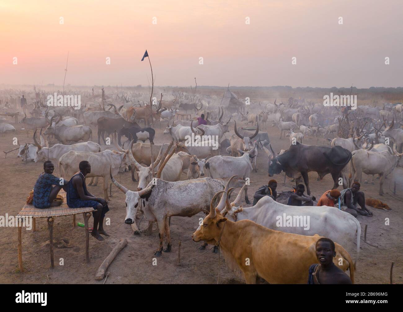 Aerial view of long horns cows in a Mundari tribe cattle camp, Central Equatoria, Terekeka ...