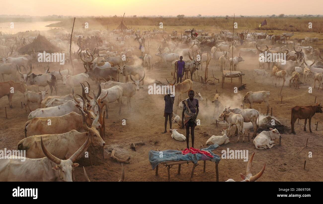 Aerial view of long horns cows in a Mundari tribe cattle camp, Central Equatoria, Terekeka ...