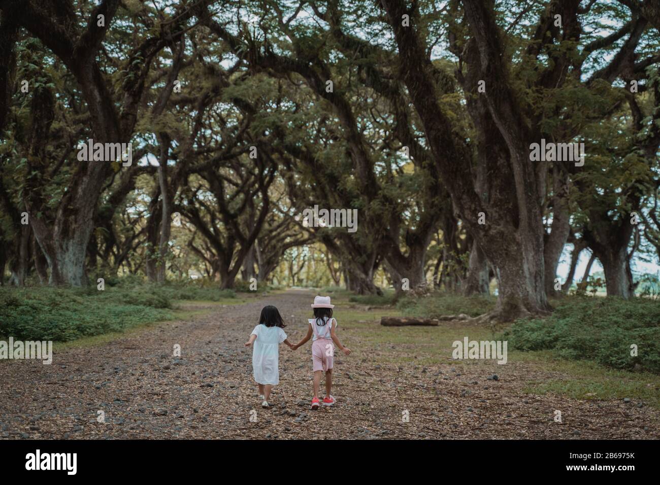 two little girls walked along a road with a large tree Stock Photo - Alamy