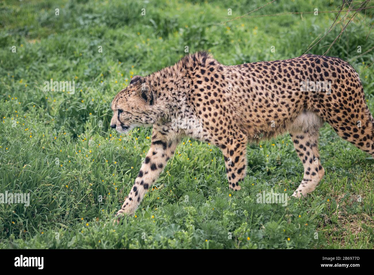 A Strong Cheetah Stalks Through the Low Green Grass Stock Photo - Alamy
