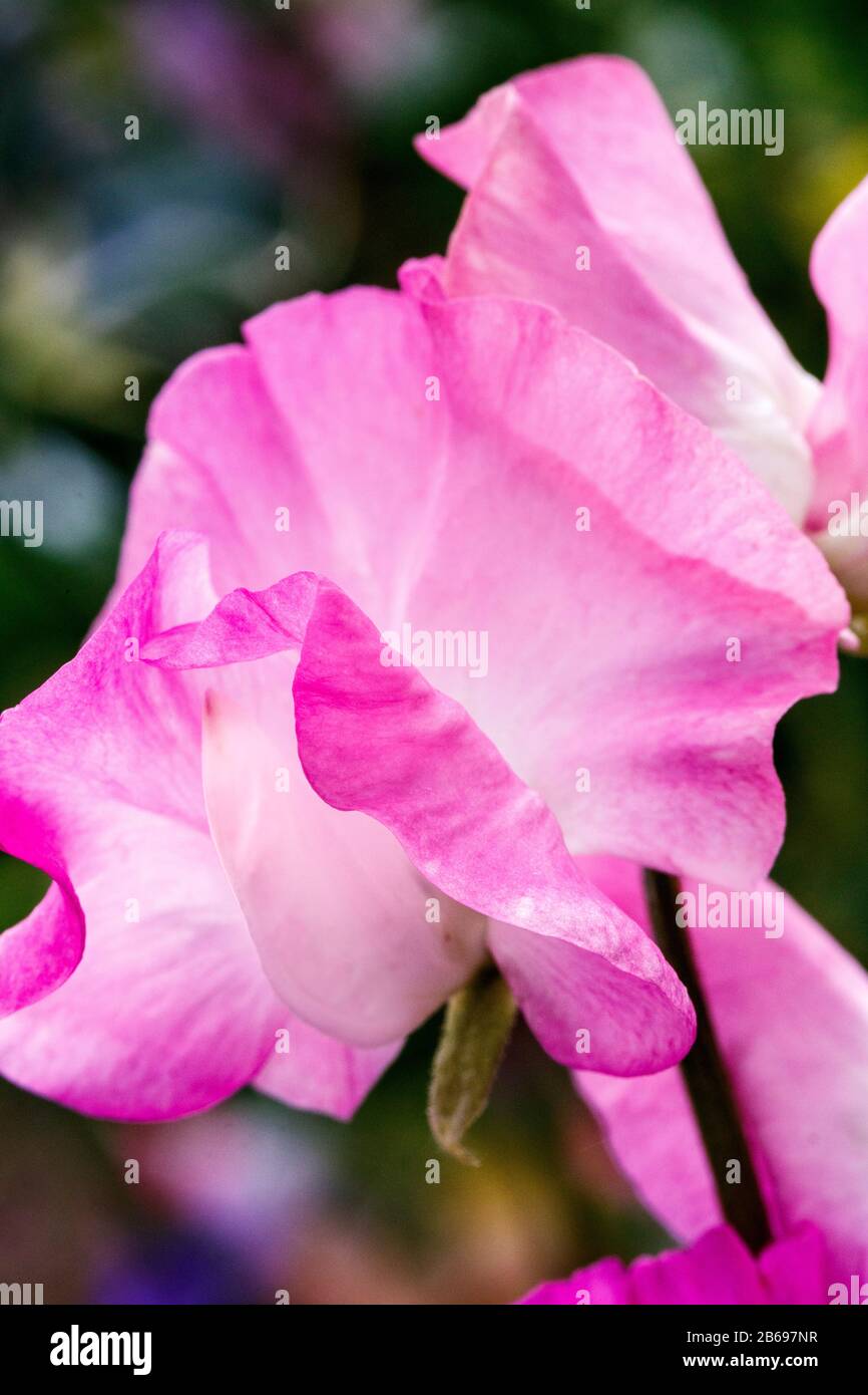 Lathyrus odoratus sweet pea Stock Photo - Alamy