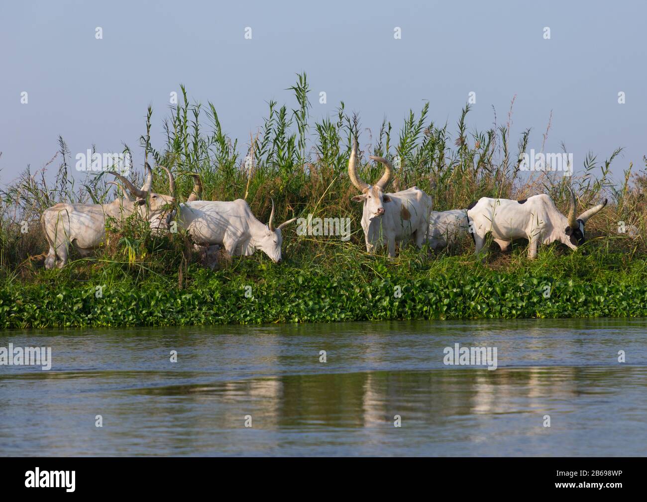 Long horns cows in a Mundari tribe camp eating grass on the banks of ...