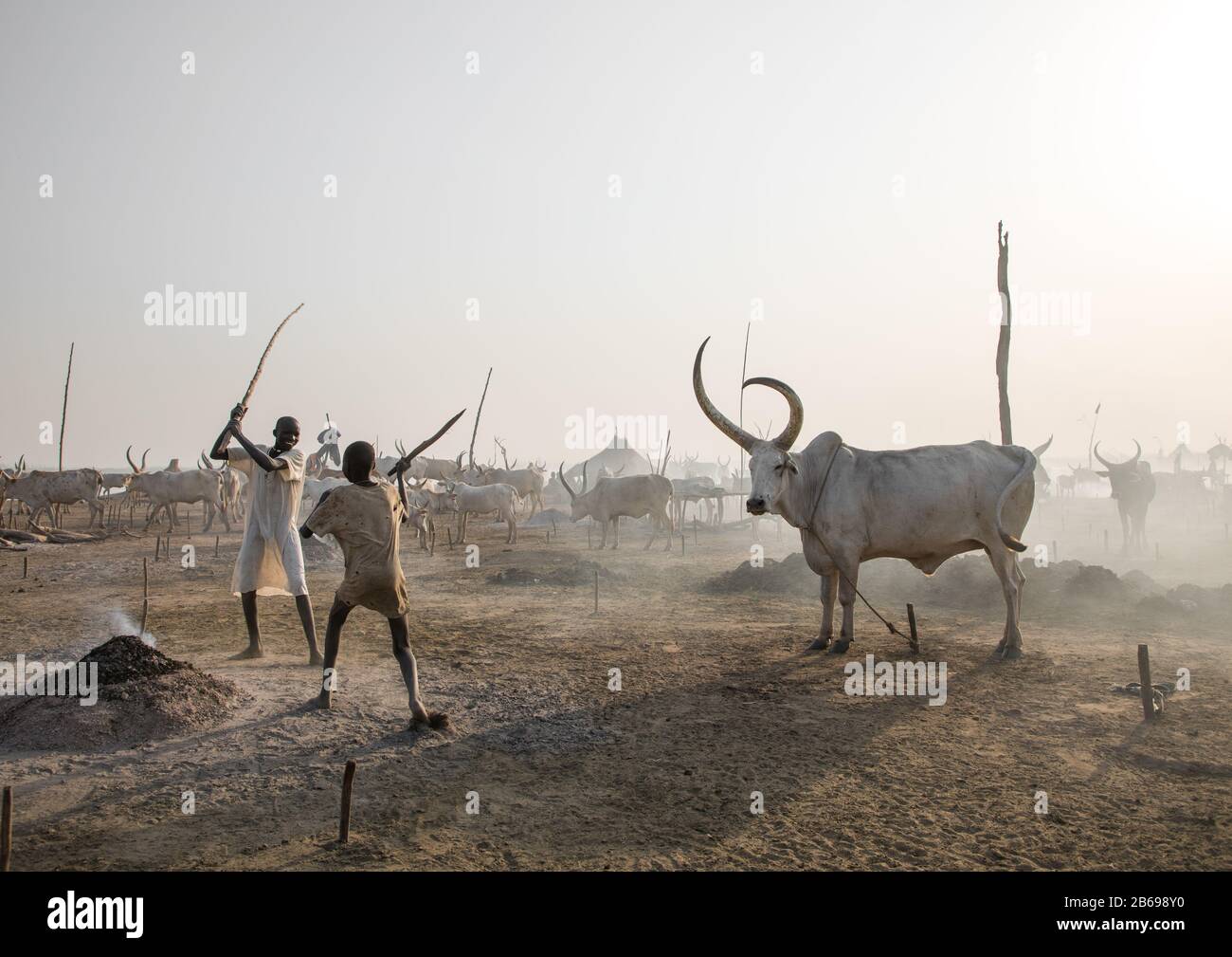 Mundari tribe boys playing stick fighting in a cattle camp, Central Equatoria, Terekeka, South ...