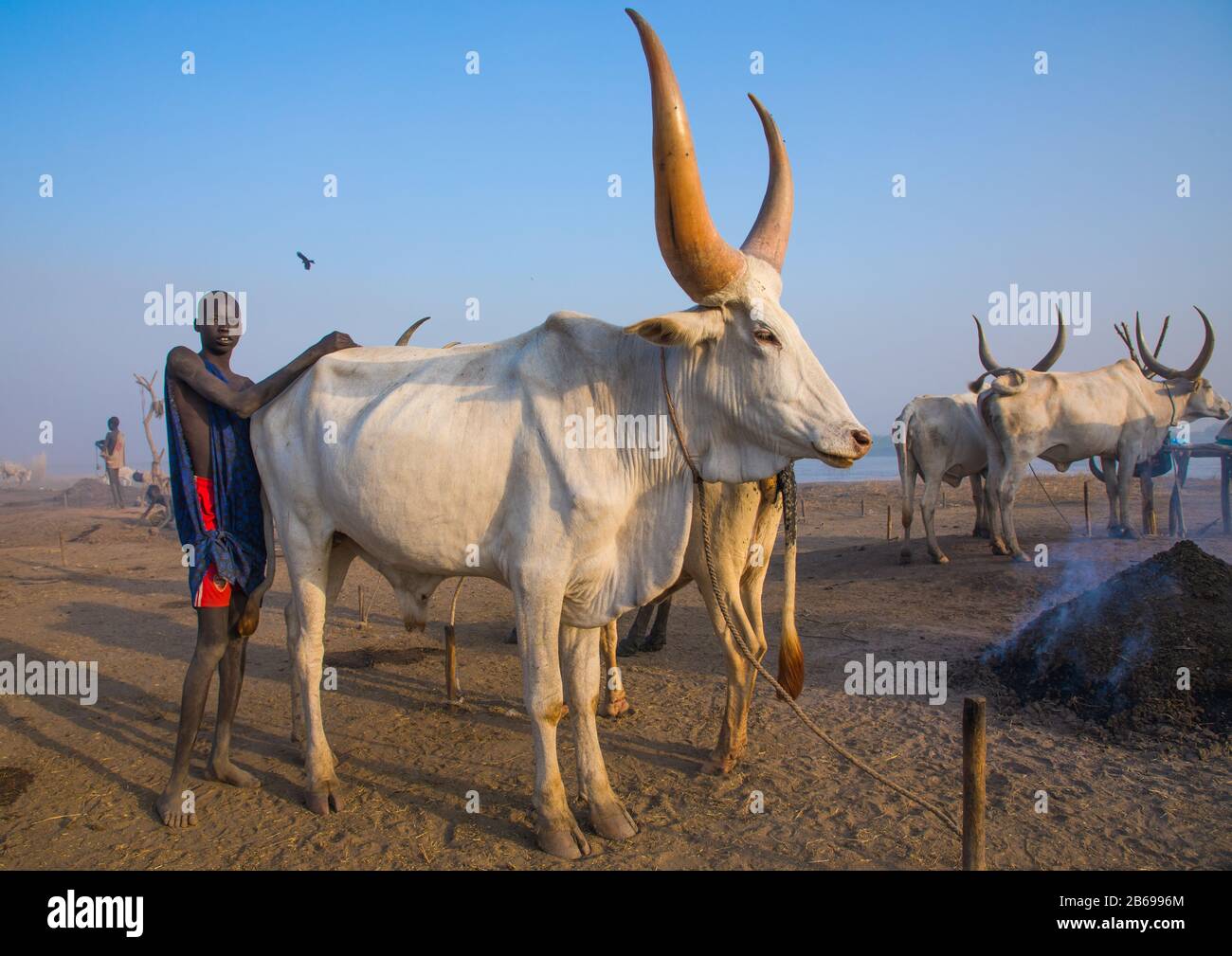 South africa cattle cow hi-res stock photography and images - Alamy