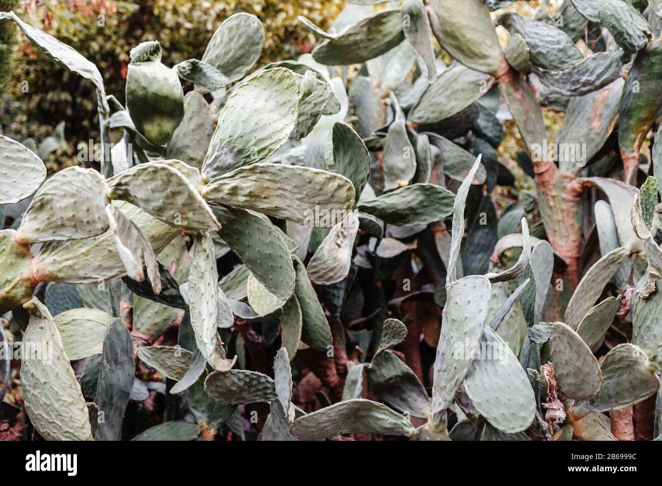 slightly withered prickly pear cactus background Stock Photo - Alamy