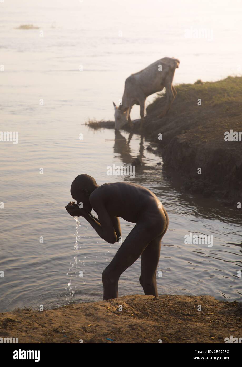 South african agriculture cattle hi-res stock photography and images ...