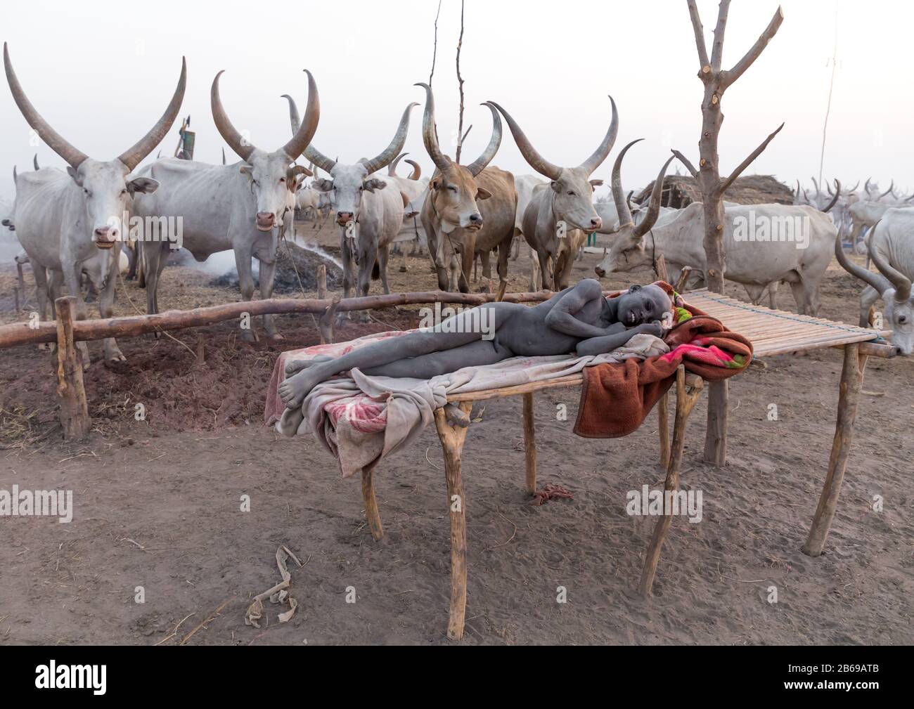 Boy sleeping on cow hi-res stock photography and images - Alamy