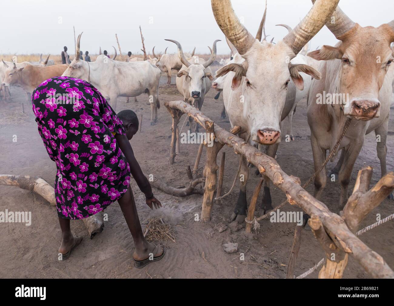 Mundari tribe woman collecting dried cow dungs to make bonfires to repel mosquitoes and flies ...