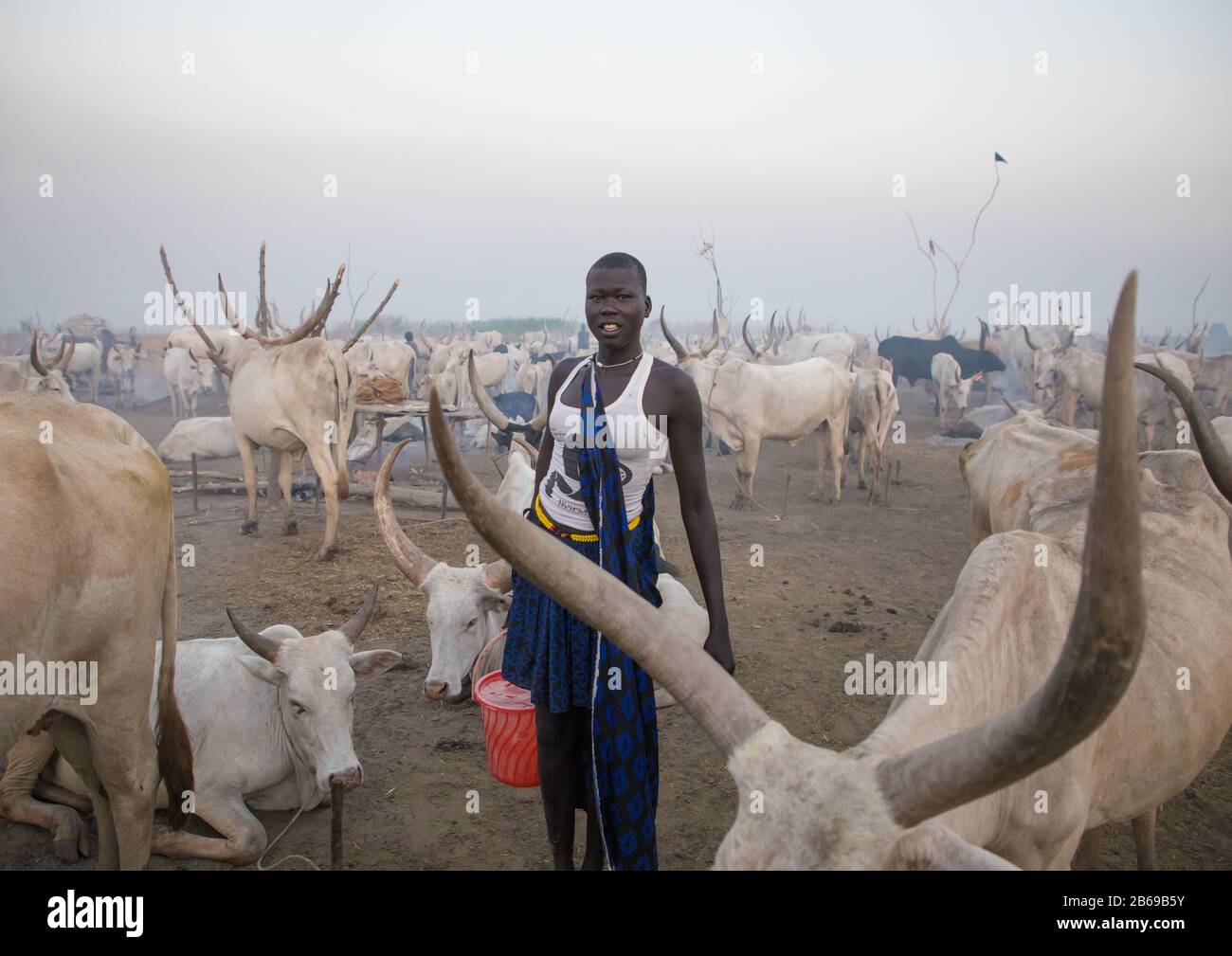 Mundari tribe woman collecting cow urine in a cattle camp, Central Equatoria, Terekeka, South ...