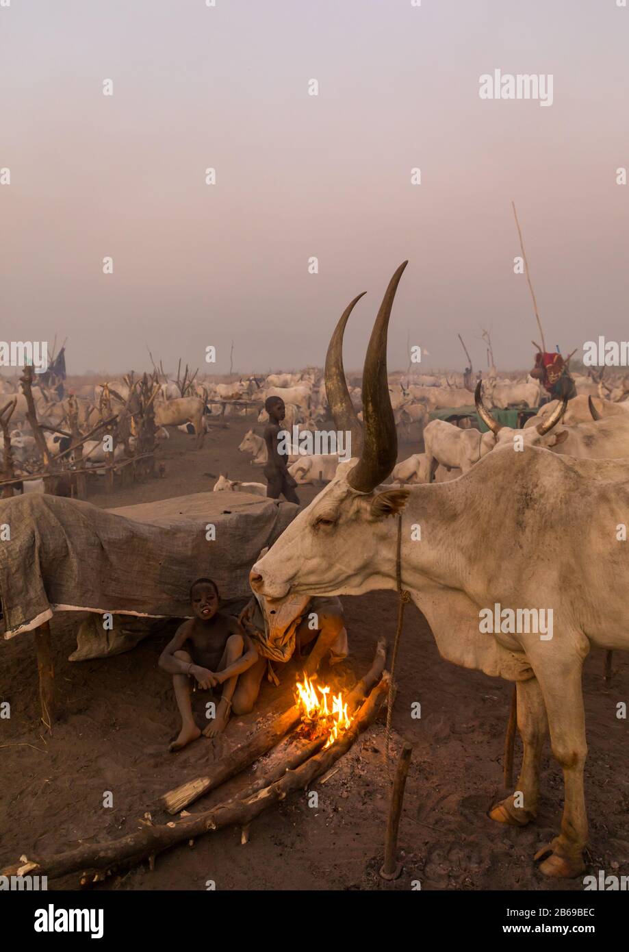 Campfire boys hi-res stock photography and images - Alamy