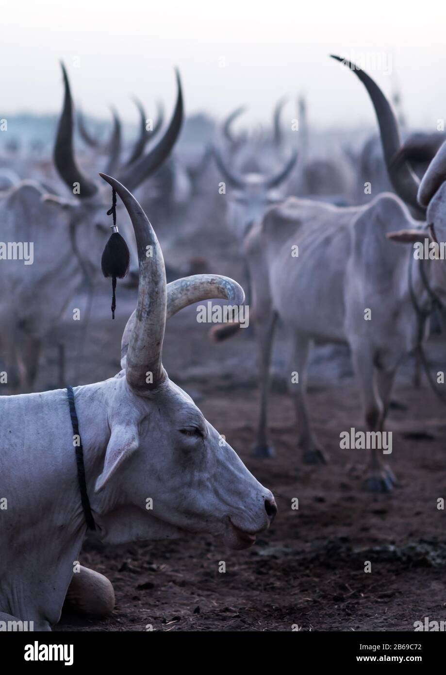 Horns cows hi-res stock photography and images - Alamy