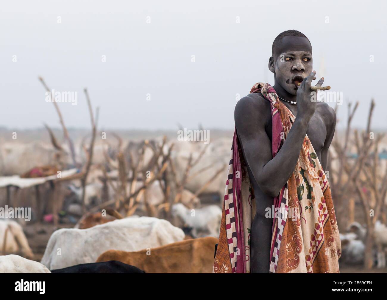 Mundari tribe man using a wooden toothbrush in a cattle camp, Central ...