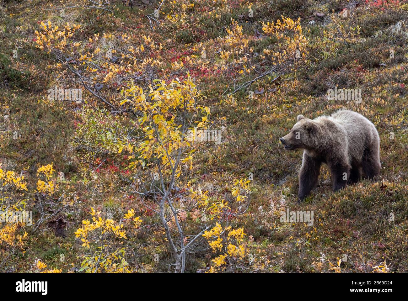 Grizzly Bear in Alaska in Autumn Stock Photo - Alamy