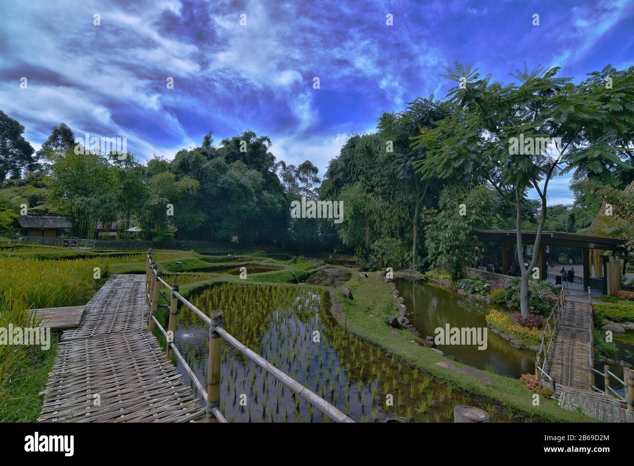 Field of rice on dusun bambu bandung, indonesia Stock Photo - Alamy