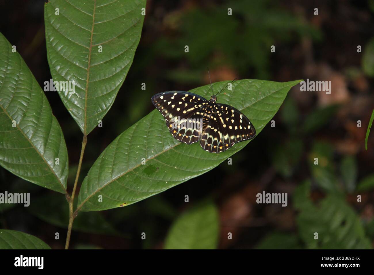 Common archduke (female), forest of Borneo, Malaysia Stock Photo - Alamy