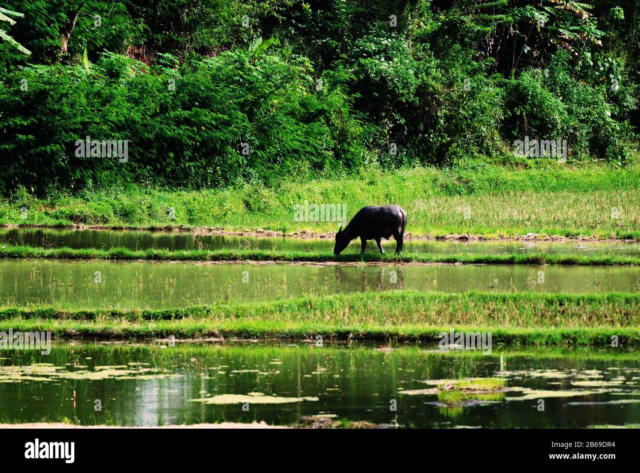 Sawah hi-res stock photography and images - Alamy