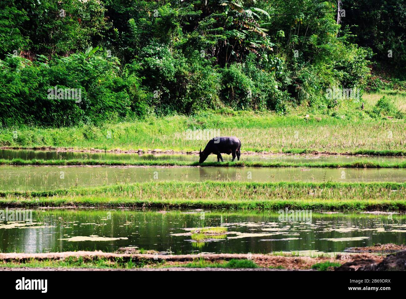 Sawah hi-res stock photography and images - Alamy