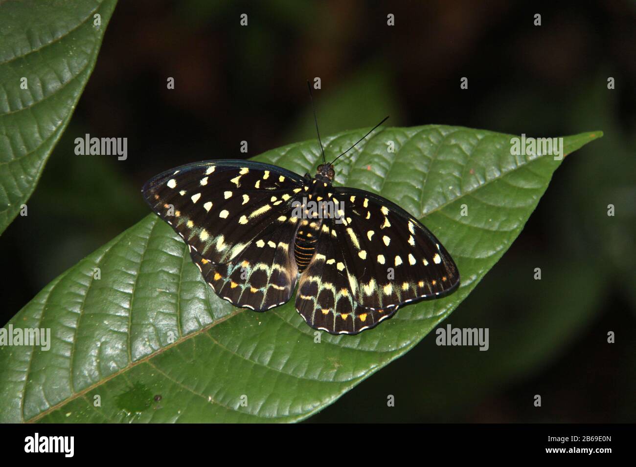 Female common archduke hi-res stock photography and images - Alamy