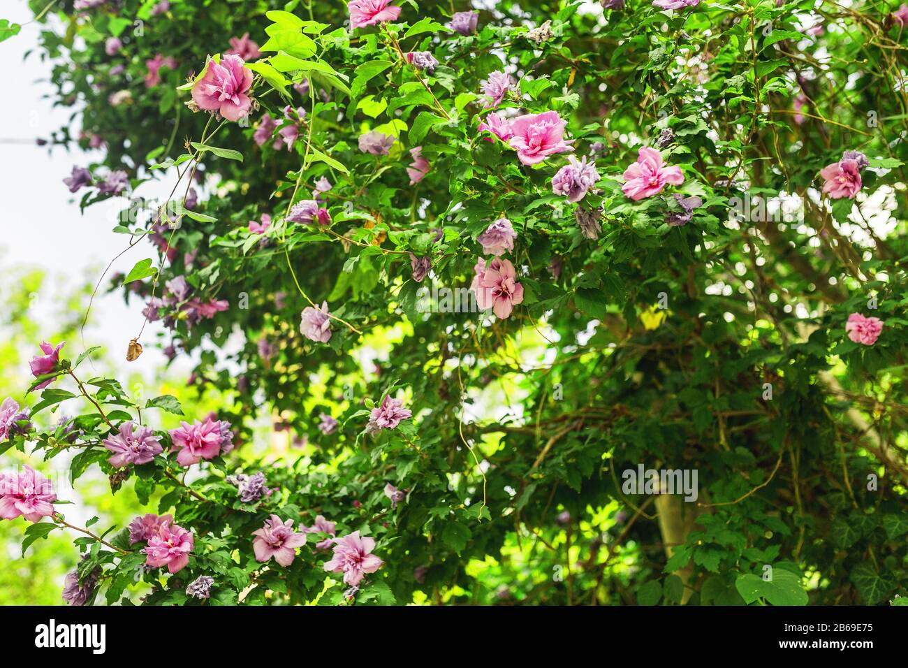 pink flowers of turkish garden Stock Photo - Alamy