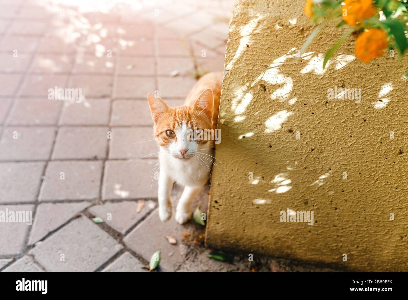 Homelesscat hi-res stock photography and images - Alamy