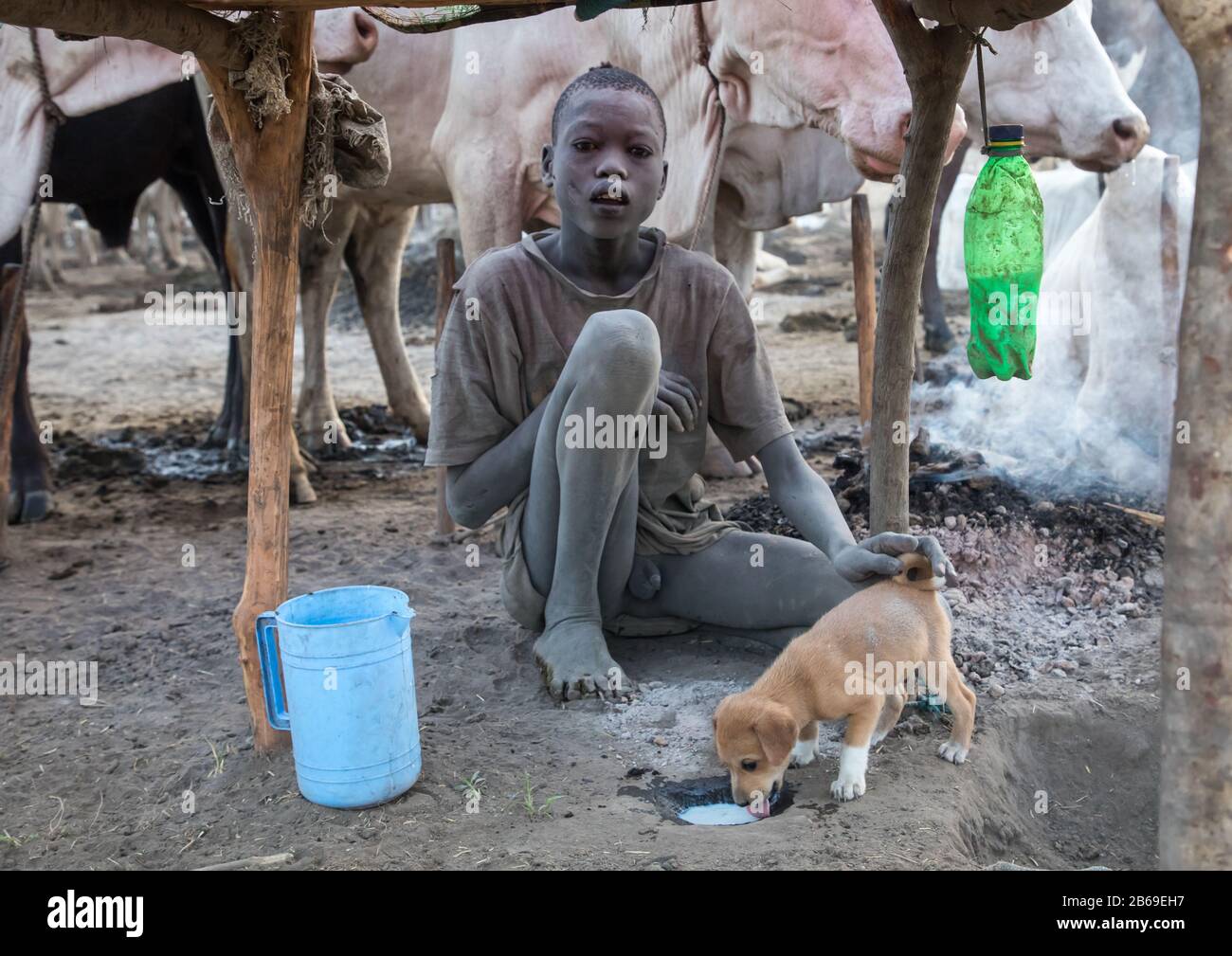 Herd of cows with herding dogs hi-res stock photography and images - Alamy