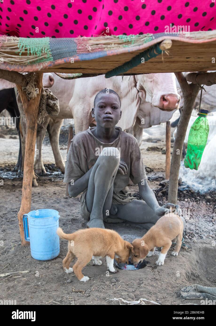 Mundari tribe boy giving milk to puppies in a cattle camp, Central ...