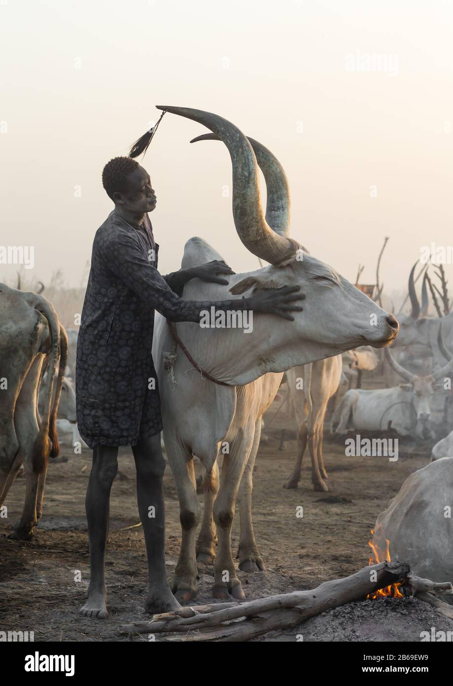 Mundari tribe man covering his cow in ash to repel flies and mosquitoes, Central Equatoria ...