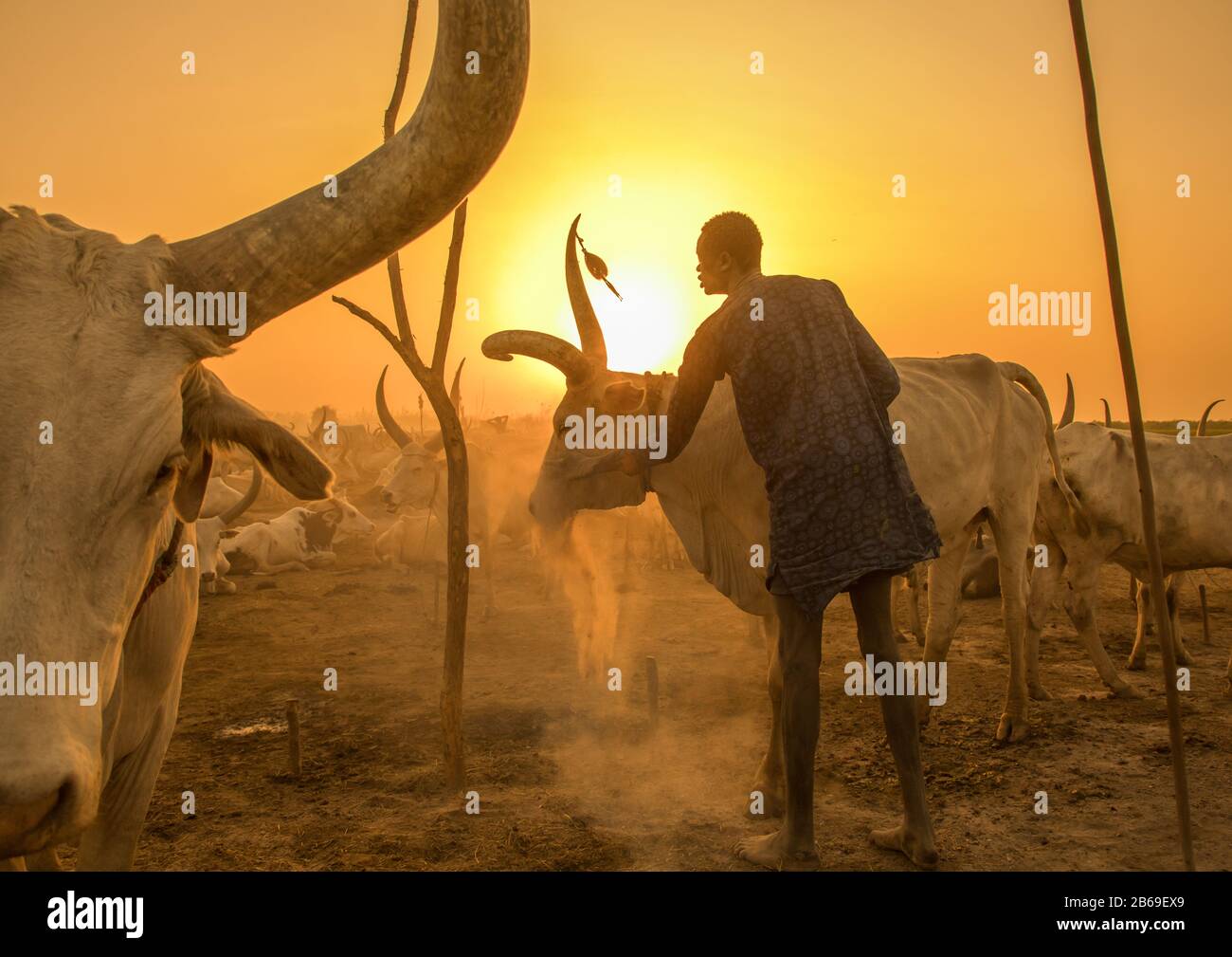 Mundari tribe man covering his cow in ash in the sunset to repel flies and mosquitoes, Central ...
