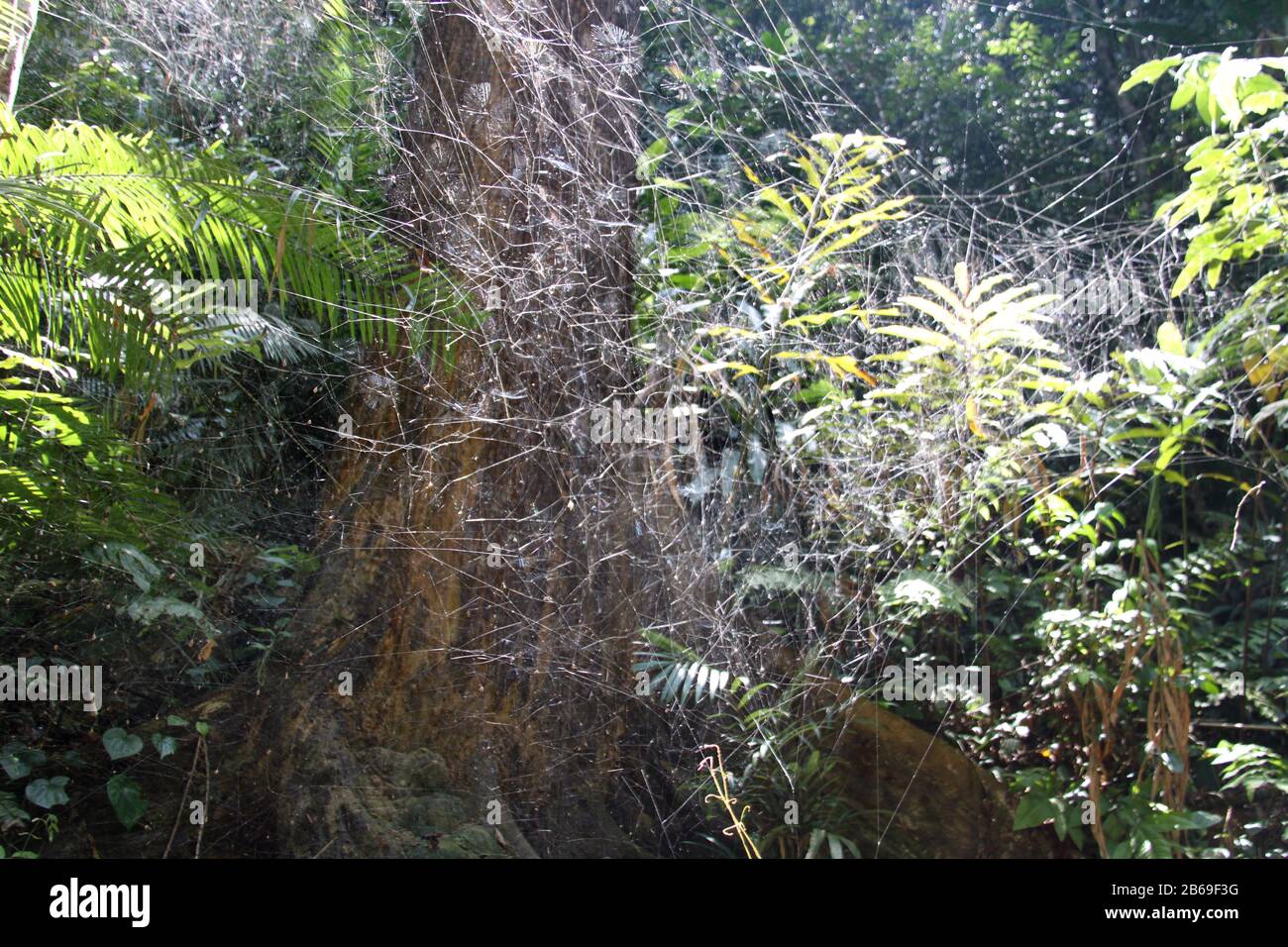 The wonderful spider web architecture of a spider in the forest of ...