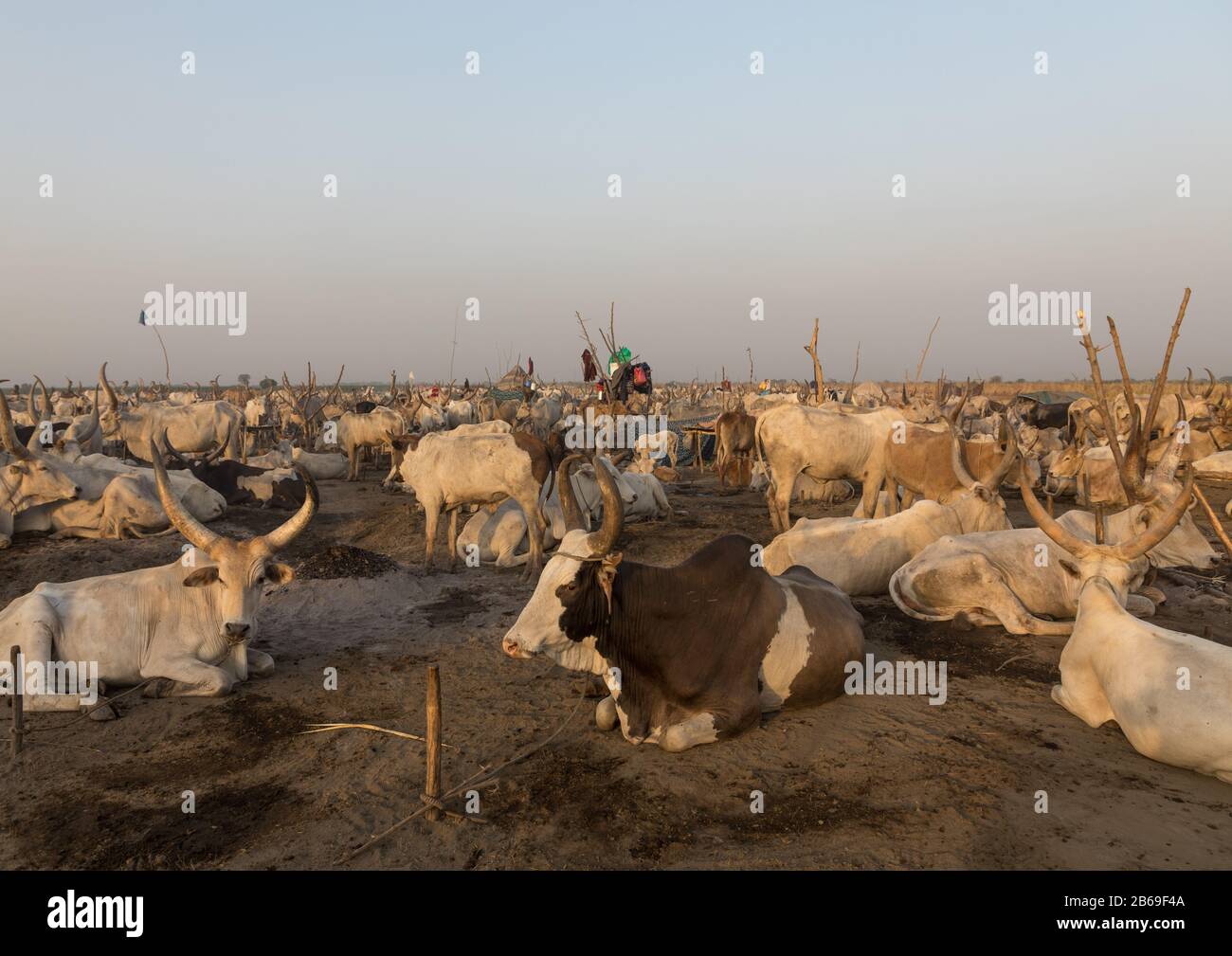 Long horns cows in a Mundari tribe camp, Central Equatoria, Terekeka ...