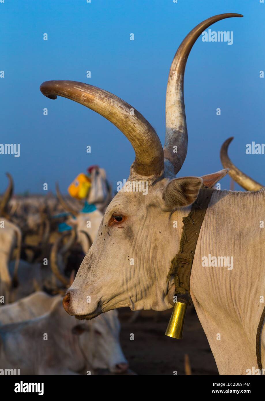 Cattle horns cows hi-res stock photography and images - Alamy