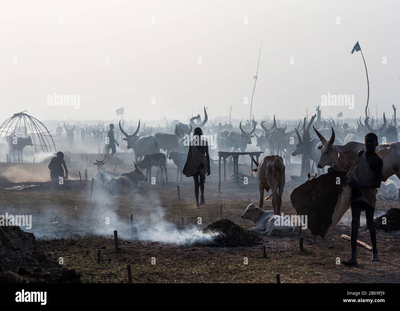 Mundari tribe boy in the middle of long horns cows in a cattle camp, Central Equatoria, Terekeka ...