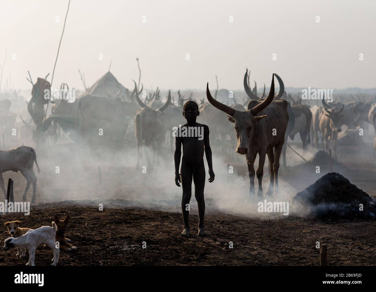 Mundari tribe boy in the middle of long horns cows in a cattle camp, Central Equatoria, Terekeka ...