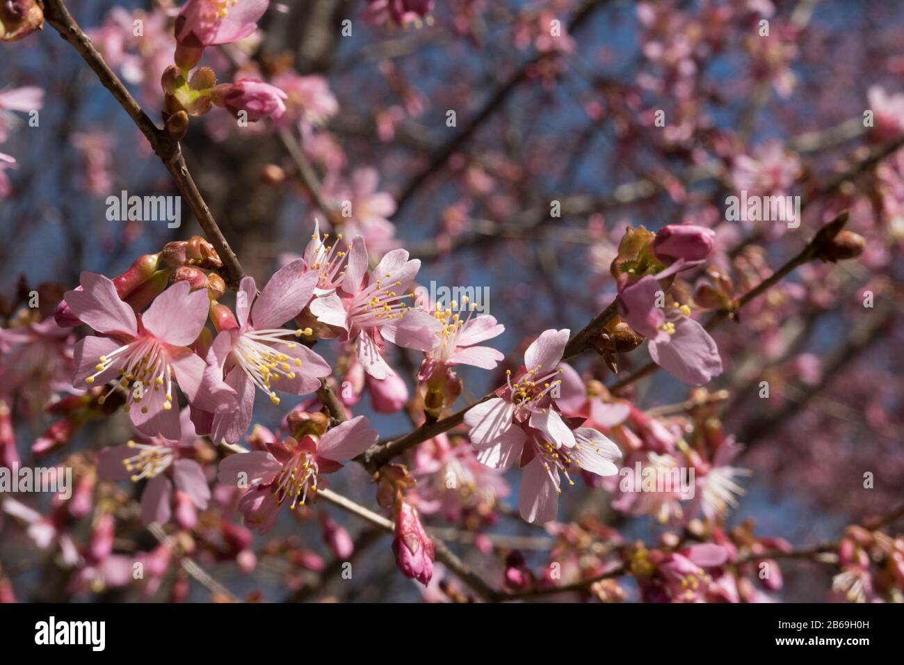 Central Park is beautiful When the Cherry Trees start Blooming Early ...
