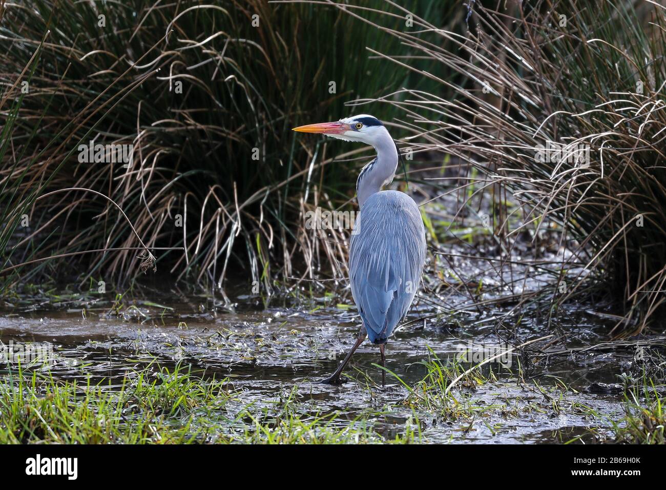 Grey heron in marshland, Ayrshire, Scotland, UK Stock Photo - Alamy