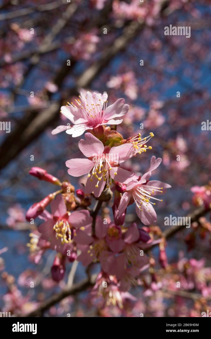 Central Park is beautiful When the Cherry Trees start Blooming Early ...