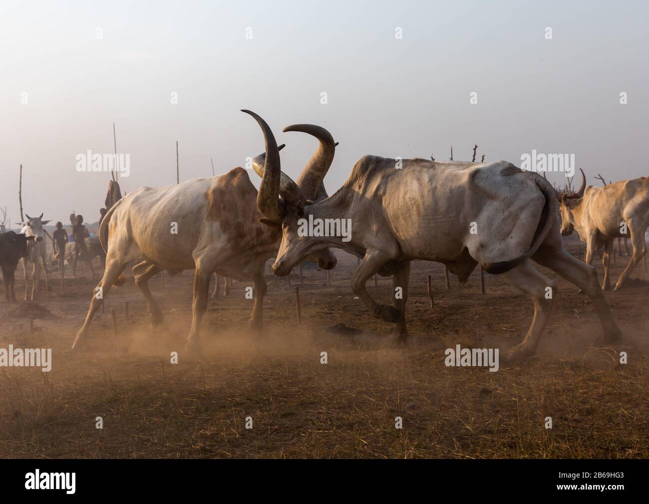 Long horns cows fighting in a Mundari tribe camp, Central Equatoria ...