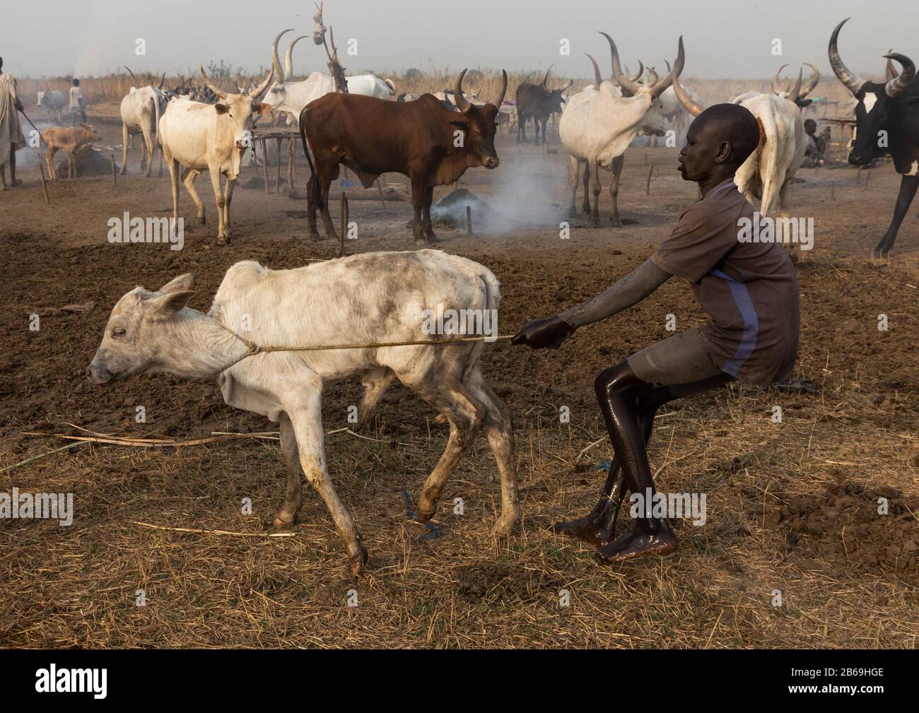 Mundari tribe boy taking care of a calf in the cattle camp, Central Equatoria, Terekeka, South ...