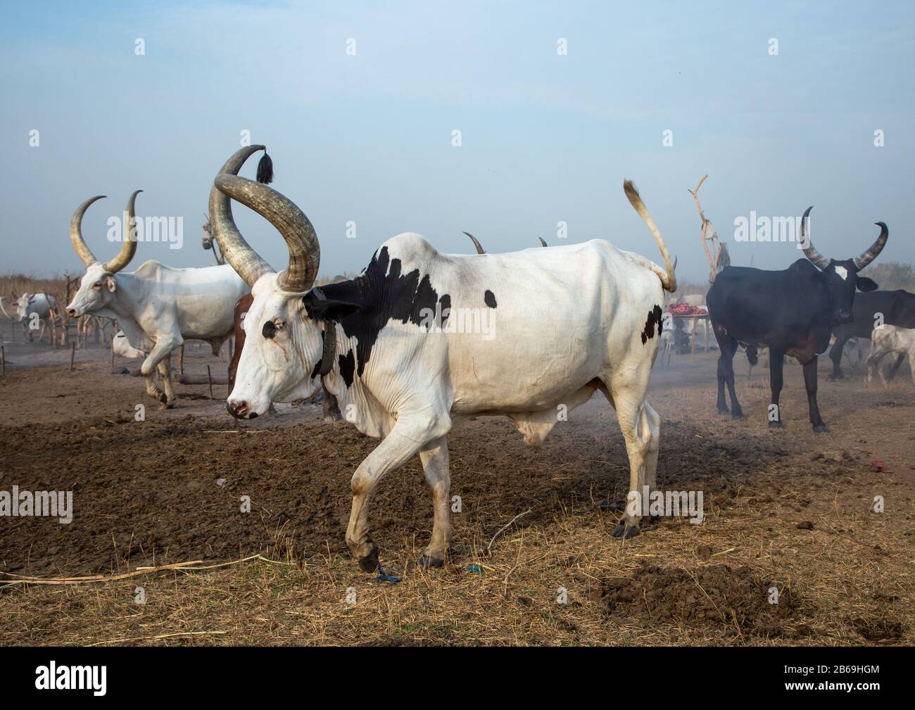 Long life cows hi-res stock photography and images - Alamy
