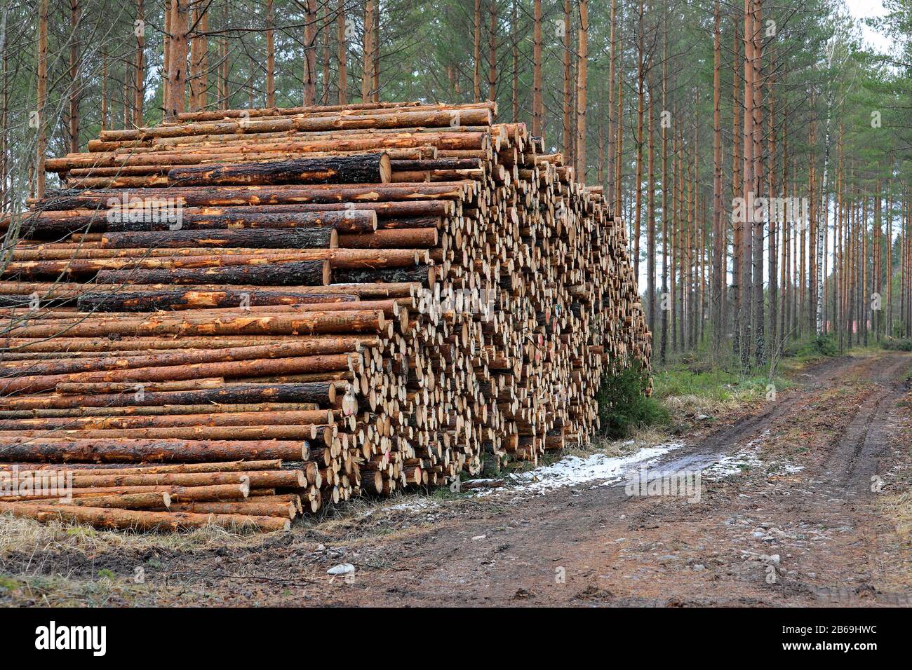 Logs pile wood stack trees pine forest hi-res stock photography and ...