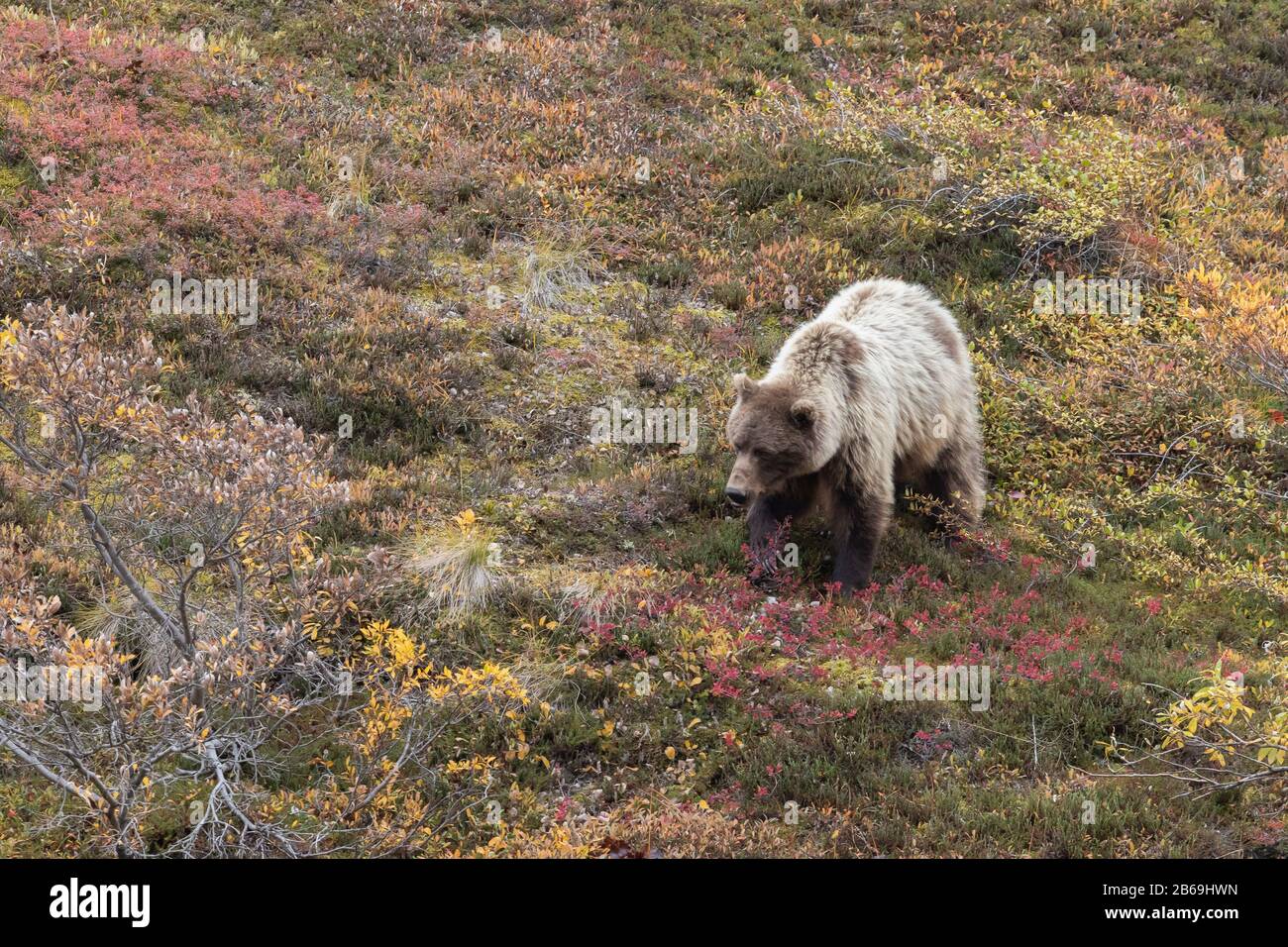 Grizzly Bear in Alaska in Autumn Stock Photo - Alamy