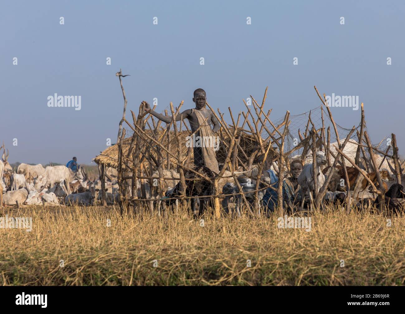 Mundari tribe boy in the middle of long horns cows in a cattle camp, Central Equatoria, Terekeka ...