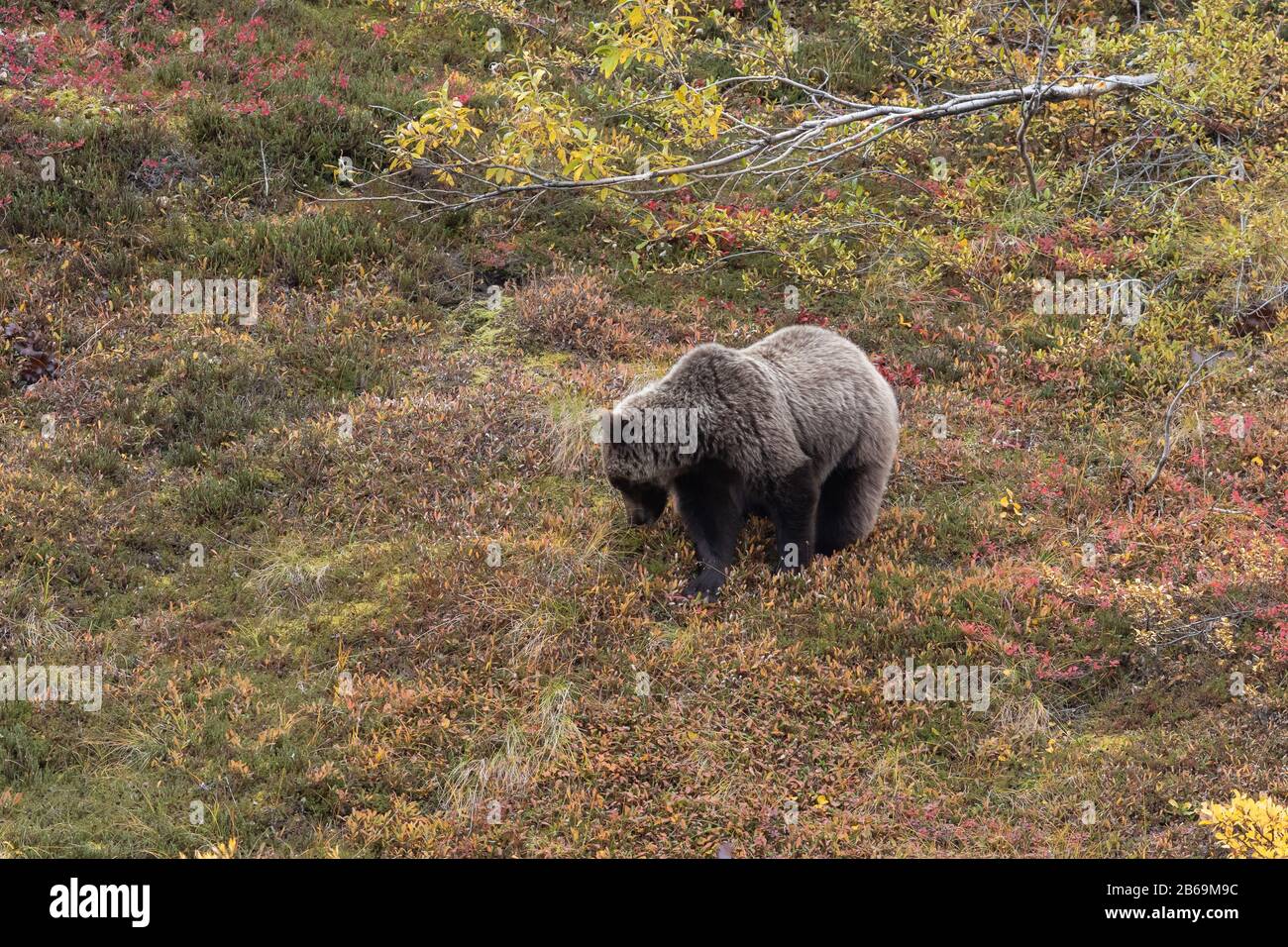 Grizzly Bear in Alaska in Autumn Stock Photo - Alamy