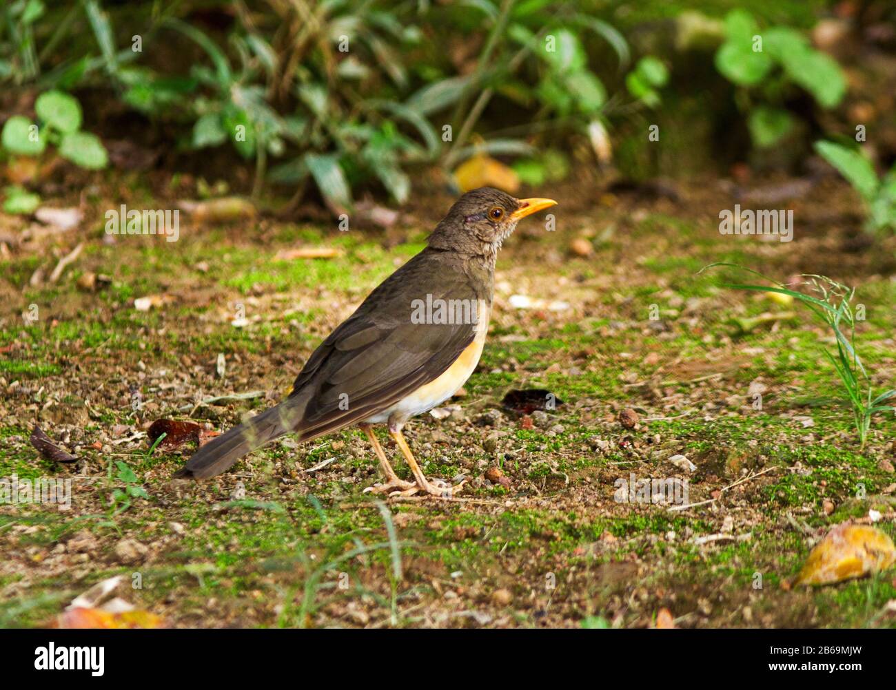 The African Thrush is a terrestrial forager that is common in urban ...