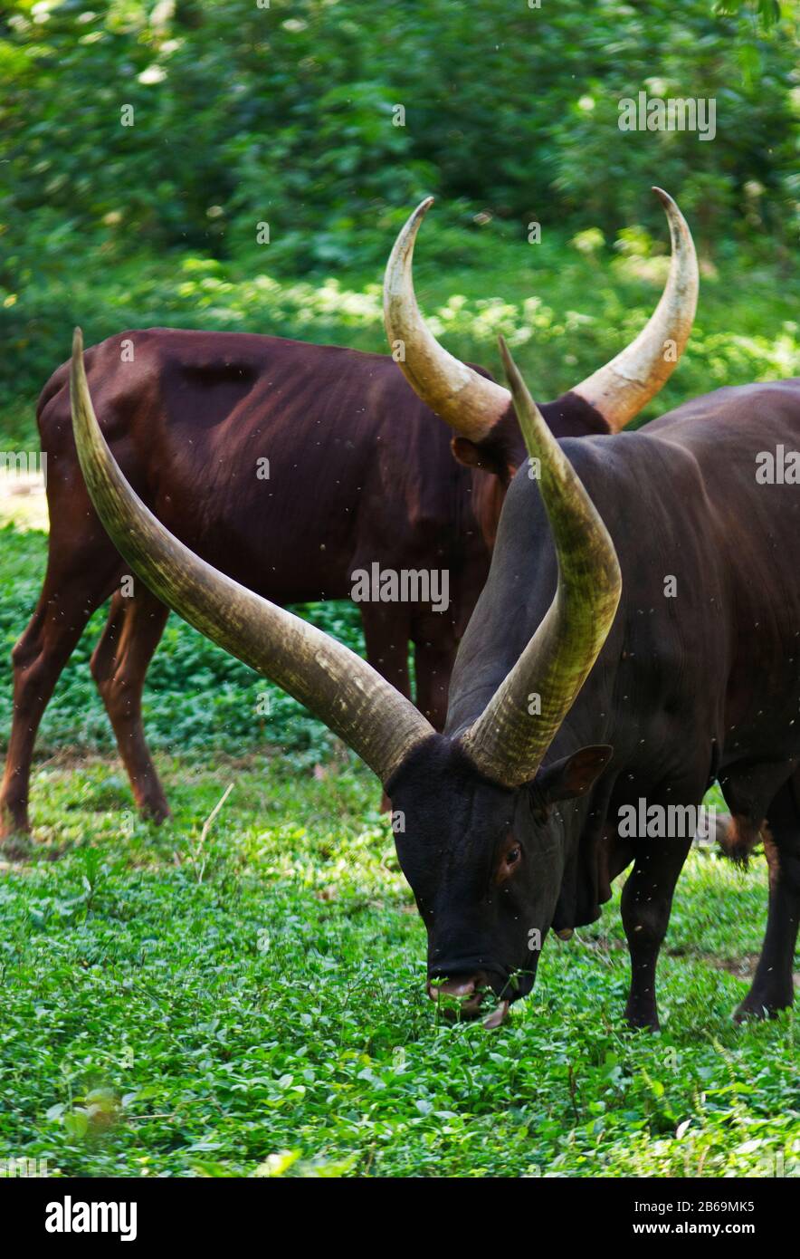 The Ankole breed of cattle are renown for their spectacular horns. Al ...