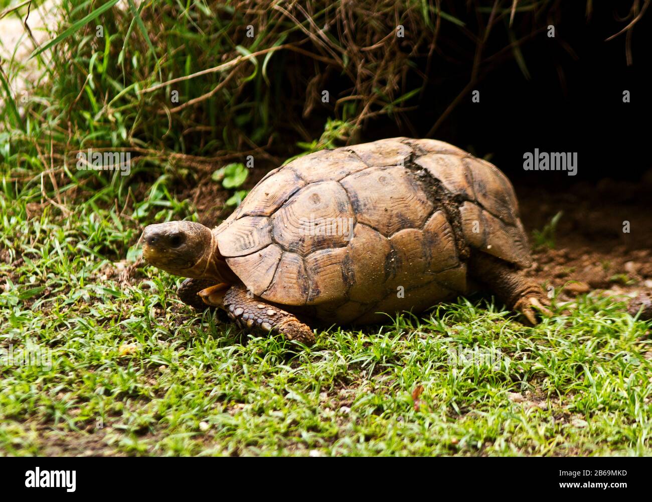 The Bells Hinged Tortoise prefers dry grasslands and is most often seen ...