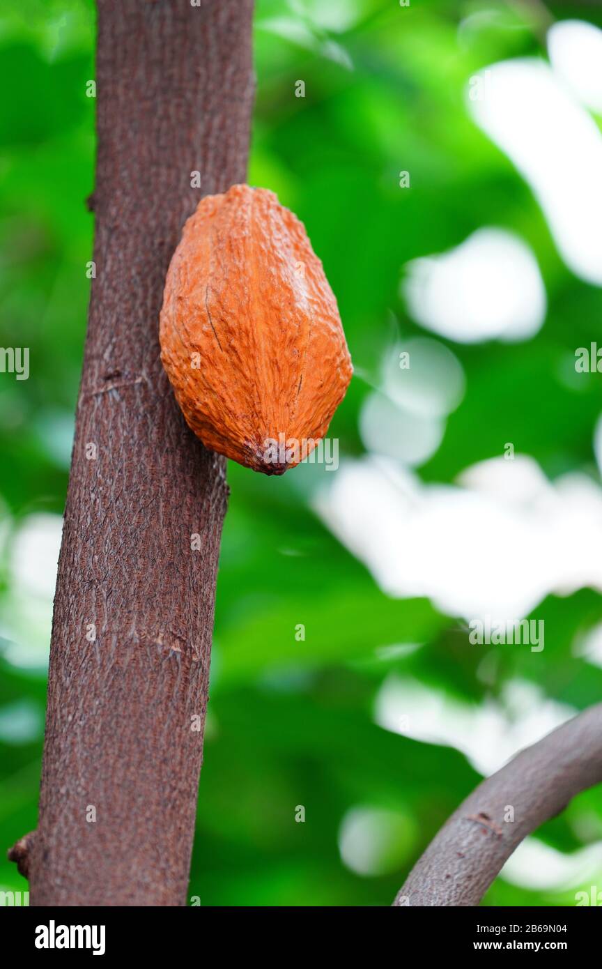 A cocoa pod growing on a tree Stock Photo - Alamy