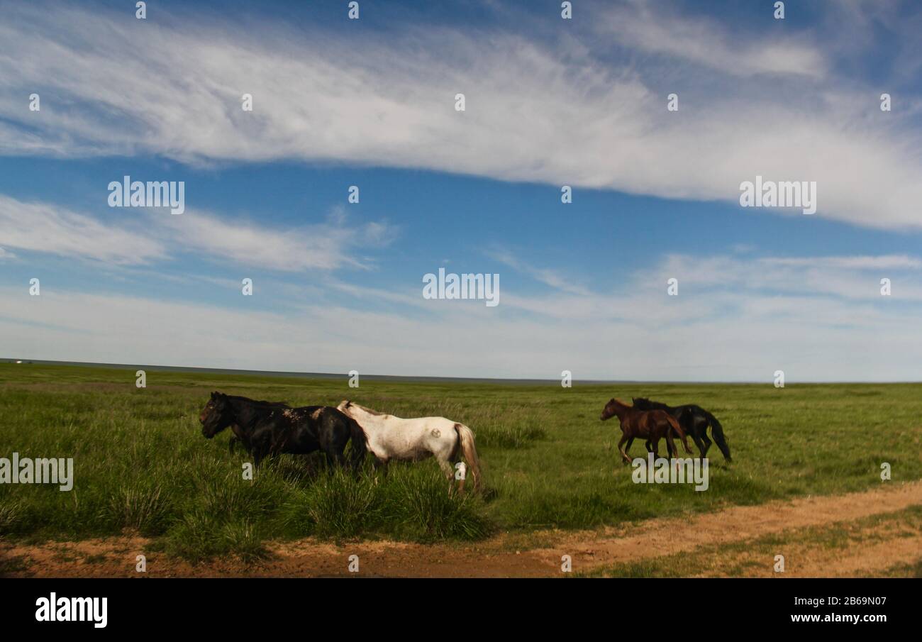 Mongolian beautiful nature and wild life Stock Photo - Alamy
