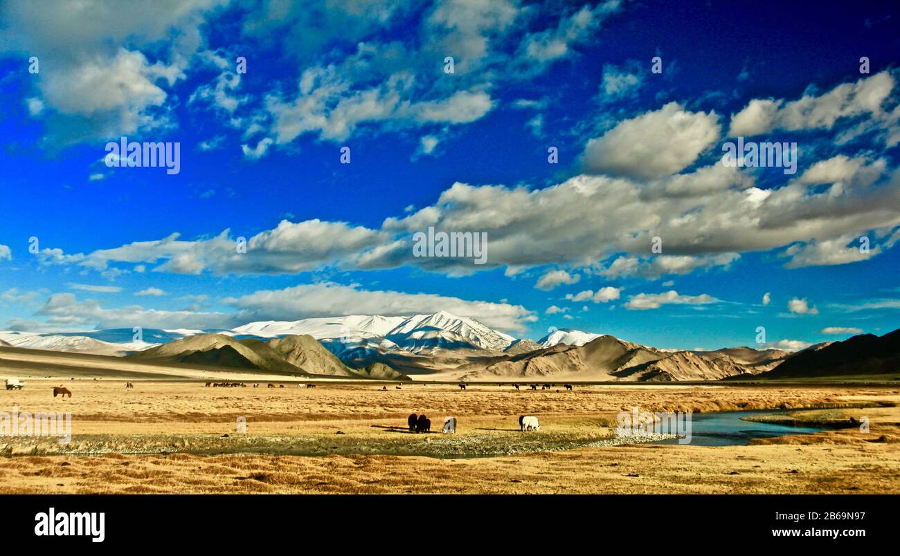 Mongolian beautiful nature and wild life Stock Photo - Alamy